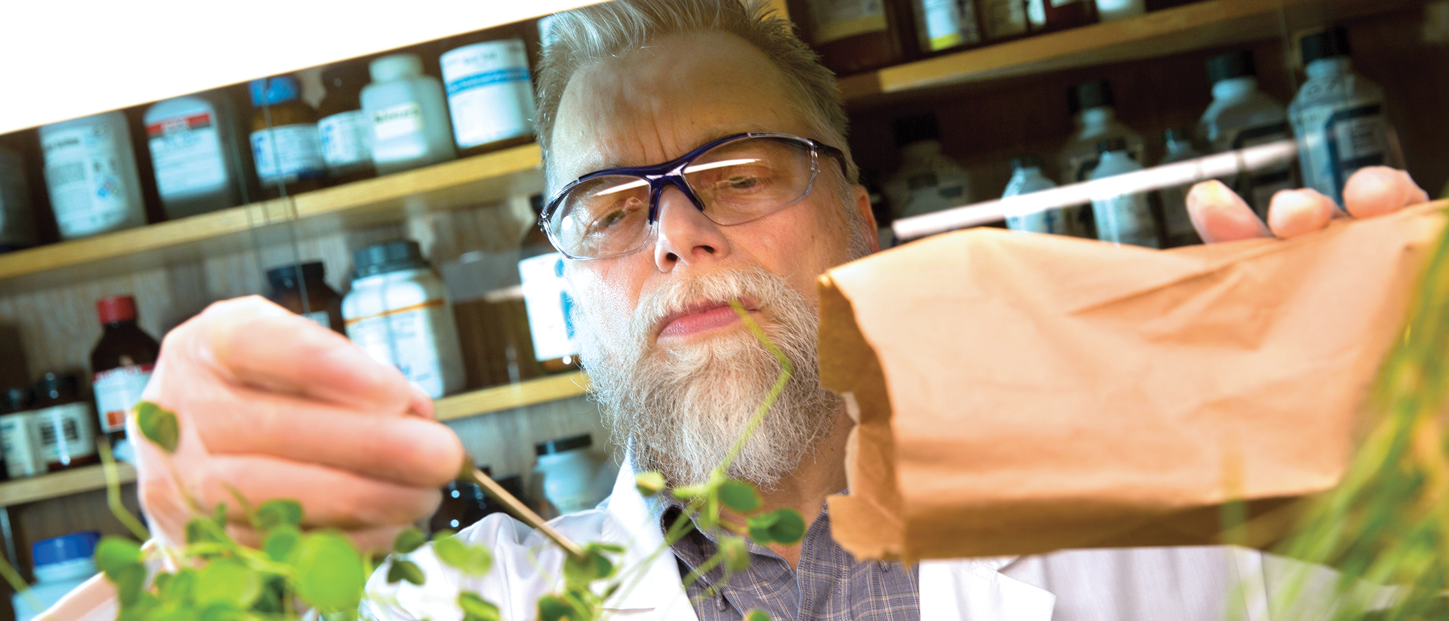 How do fracking chemicals affect crops?