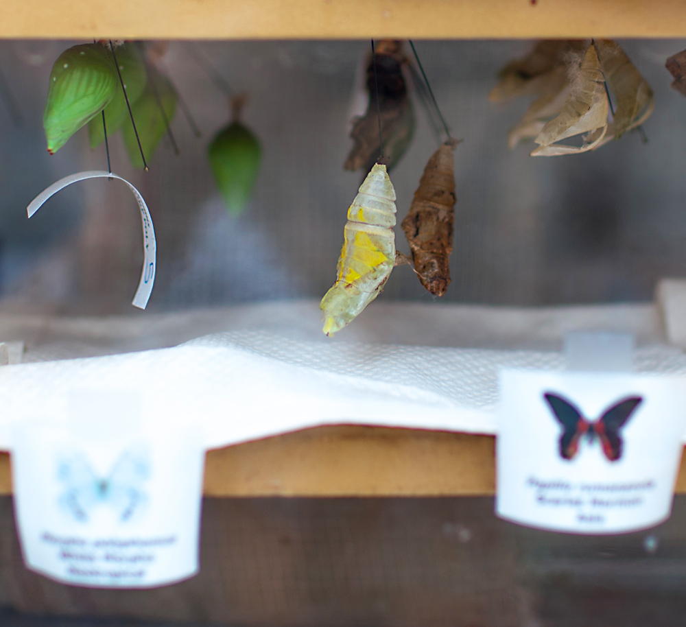 Students reimagine Fort Wayne butterfly exhibit | Ball State Magazine